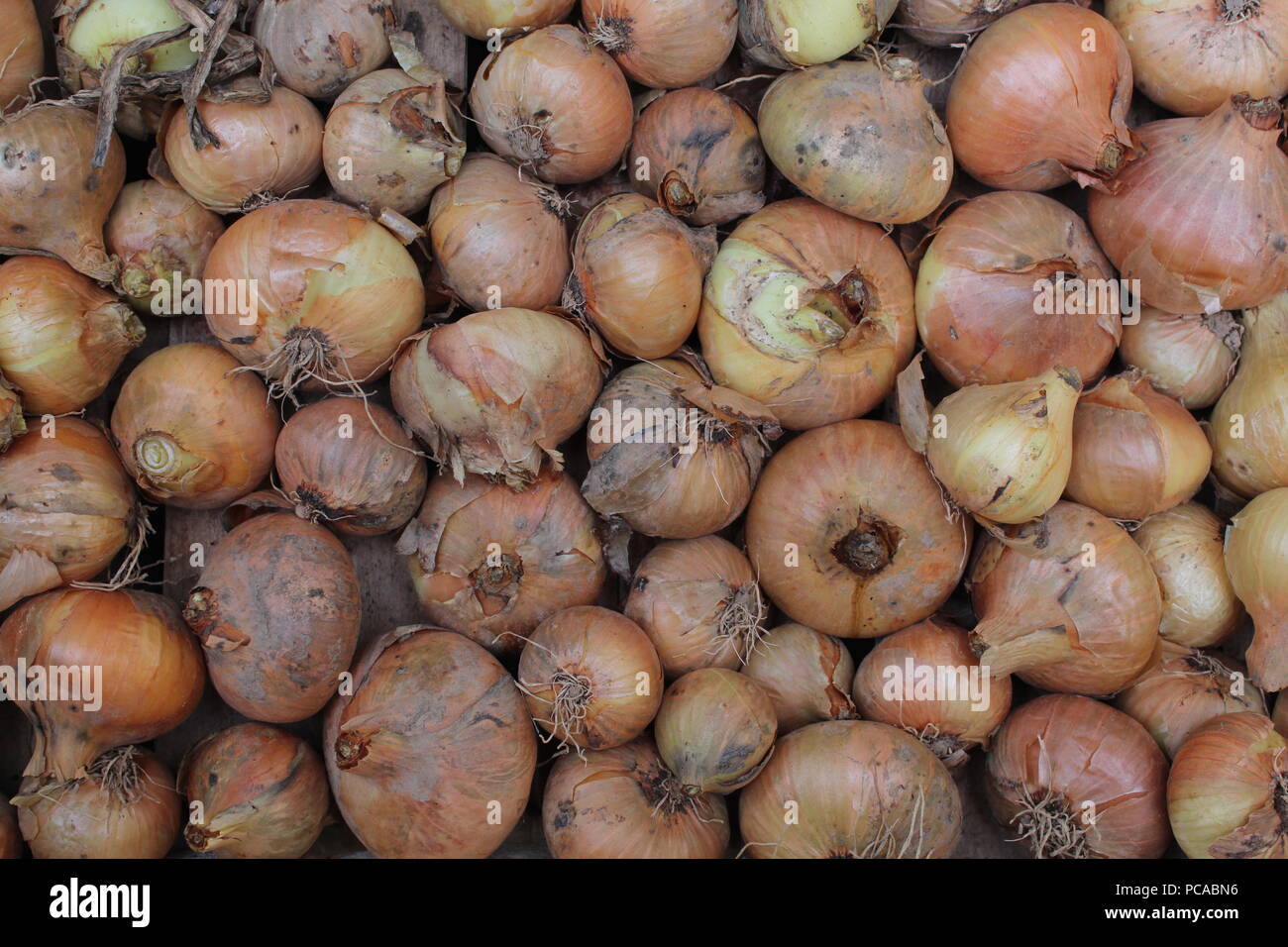 Organic Raw Onions Homegrown Background Stock Photo - Alamy