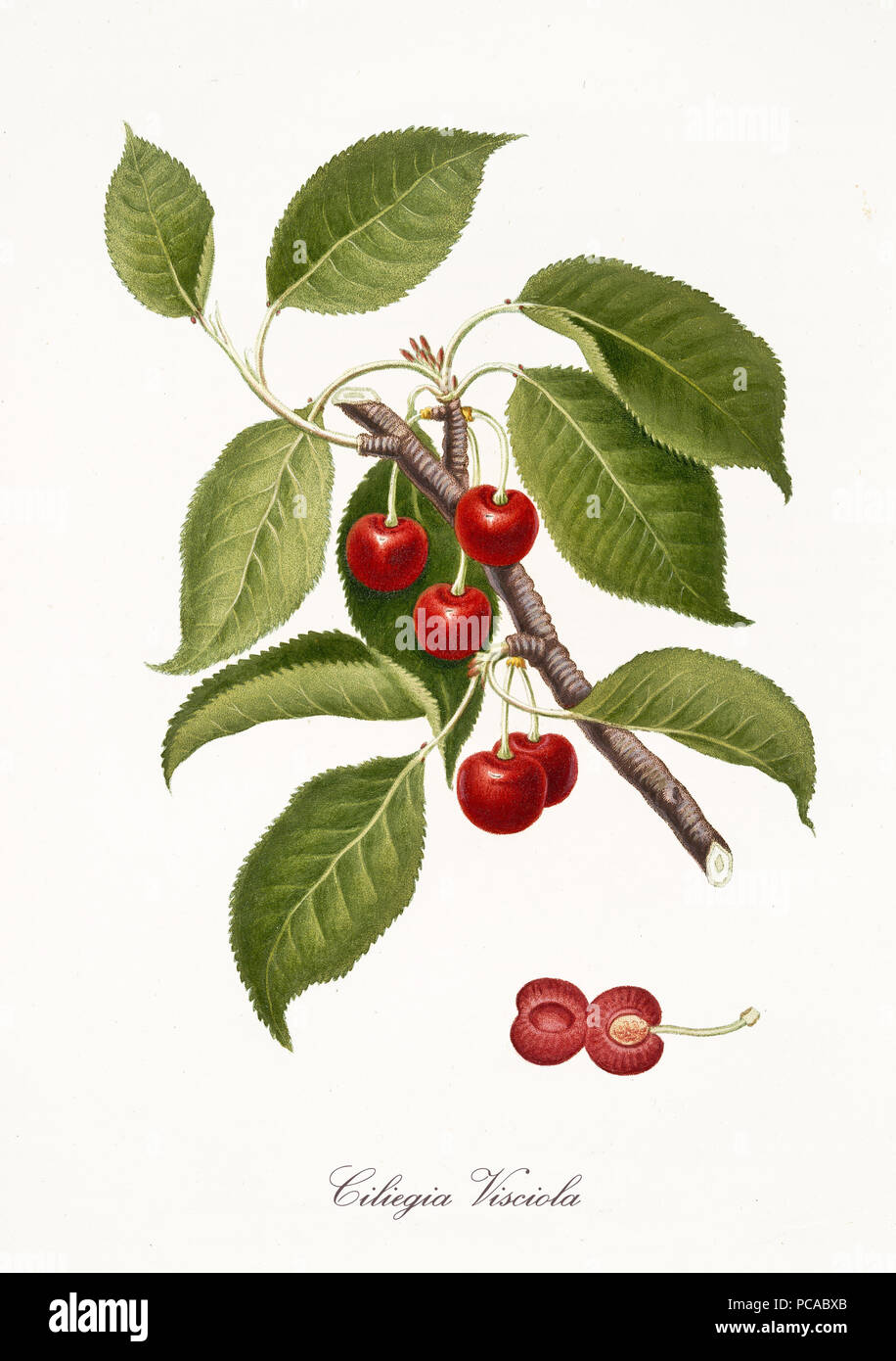 Red cherry, also known as Visciola cherry, cherry tree leaves and fruit ...