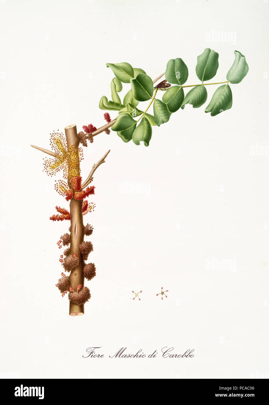 Carob bush hi-res stock photography and images - Alamy