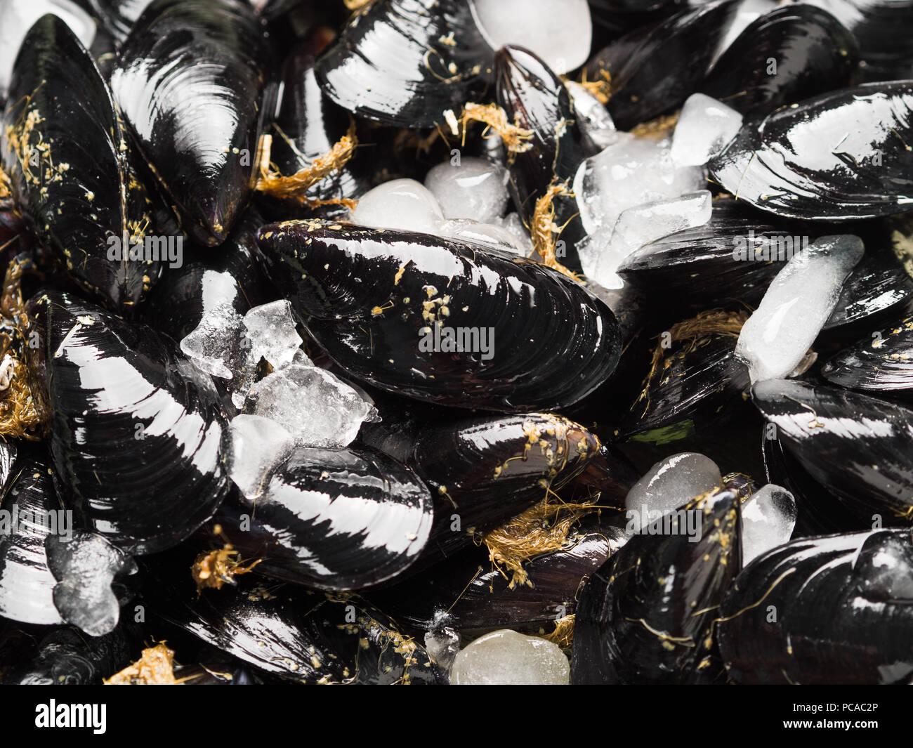 Fresh raw mussels on rusty tray. Seafood concept Stock Photo - Alamy