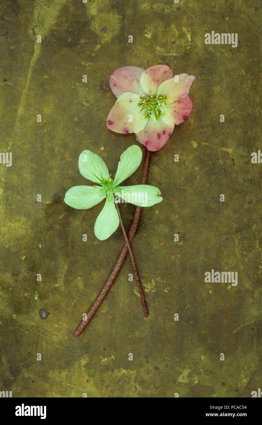 Lime Green Pink Flowers
