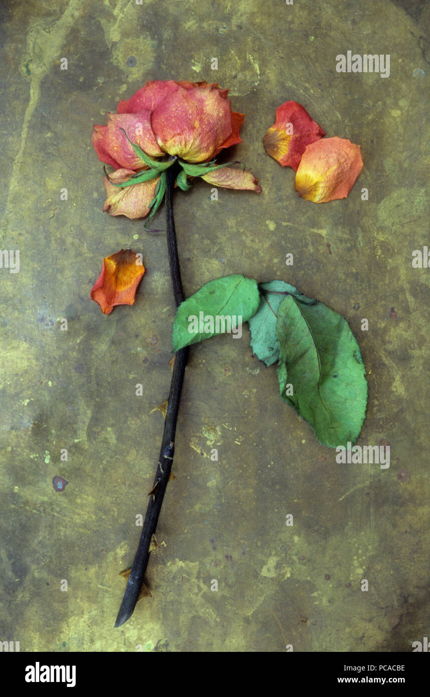 Single dried flower of orange red and yellow rose with long stem lying ...
