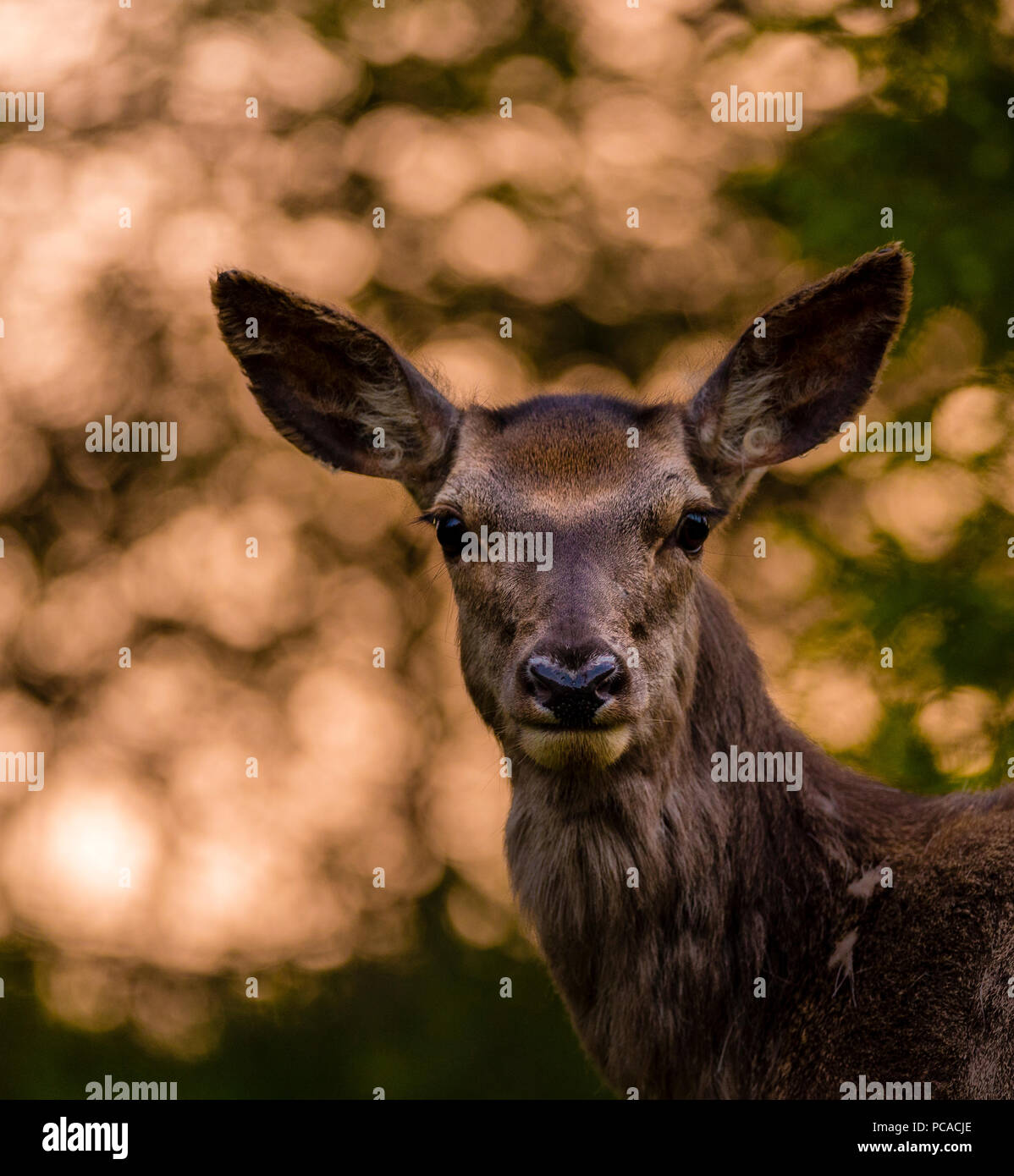 Red deer at sunset in the woods of Western Norway Stock Photo - Alamy