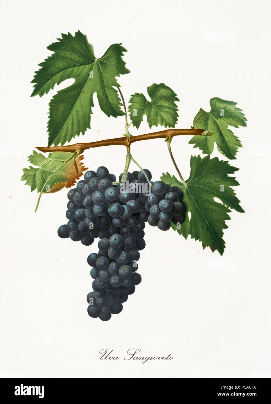 Sangiovese grape engraving hi-res stock photography and images - Alamy