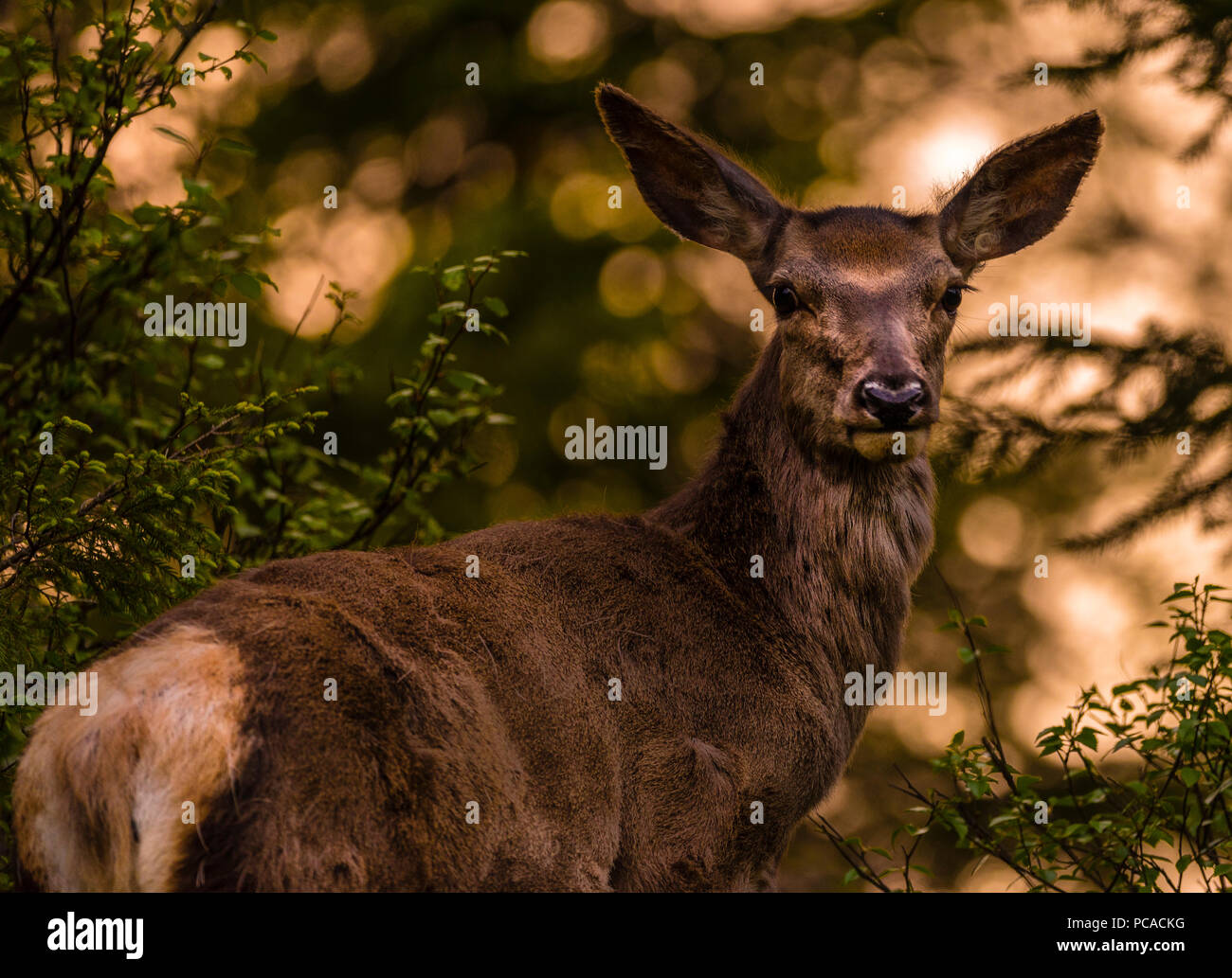 Deer in sunset hi-res stock photography and images - Alamy