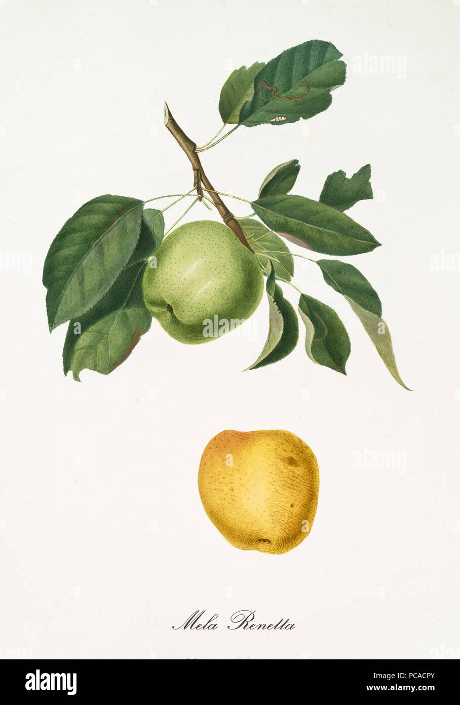 Apple varieties illustration hi-res stock photography and images - Alamy