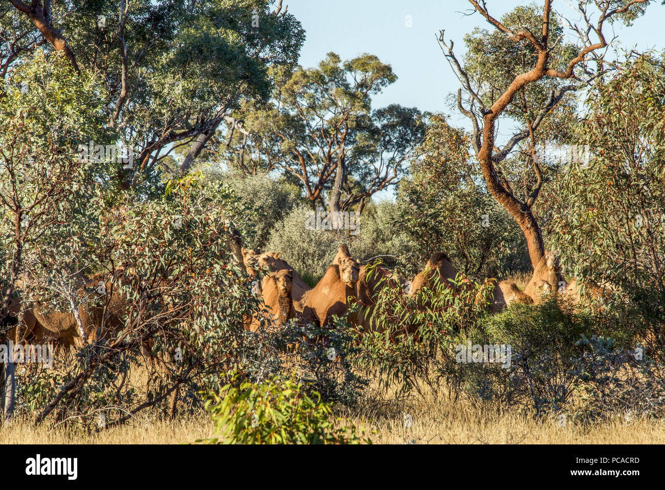 Camels in the Australian desert, near Laverton, Western Australia Stock ...