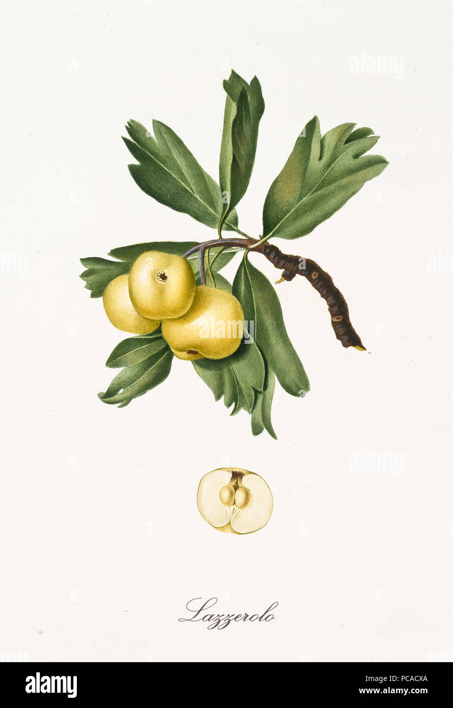 Crataegus azarolus hi-res stock photography and images - Alamy