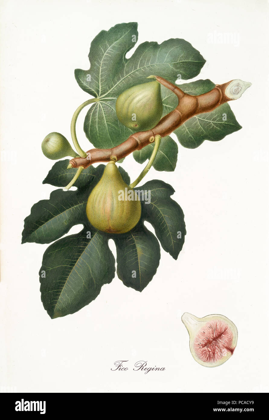 Common fig painting hi-res stock photography and images - Alamy