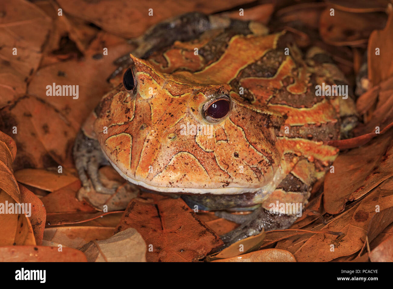 Suriname horned frog (Ceratophrys cornuta Stock Photo - Alamy
