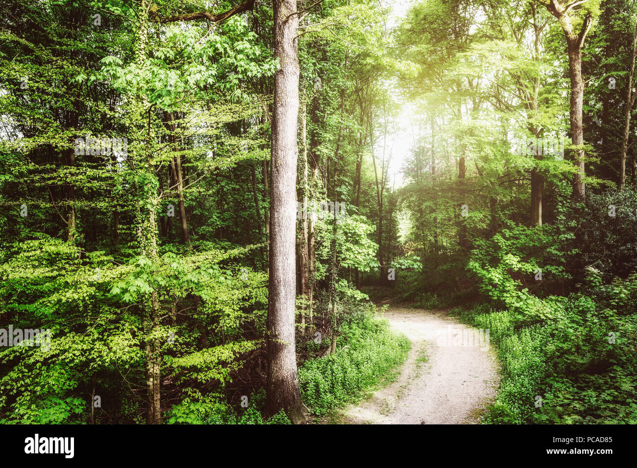 Summer green forest with path, springtime landscape. Nature reserve in ...
