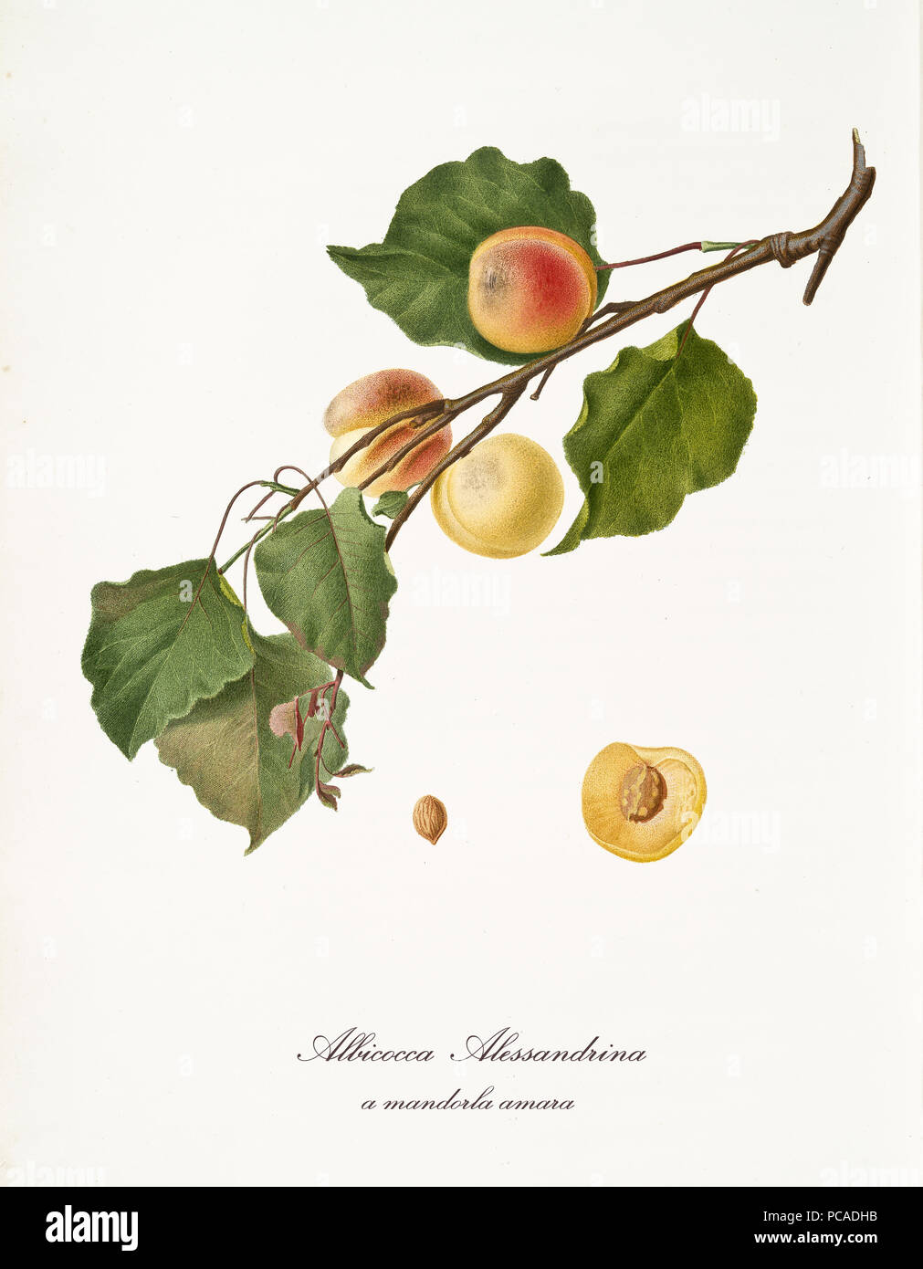 Apricot botanical illustration hi-res stock photography and images - Alamy