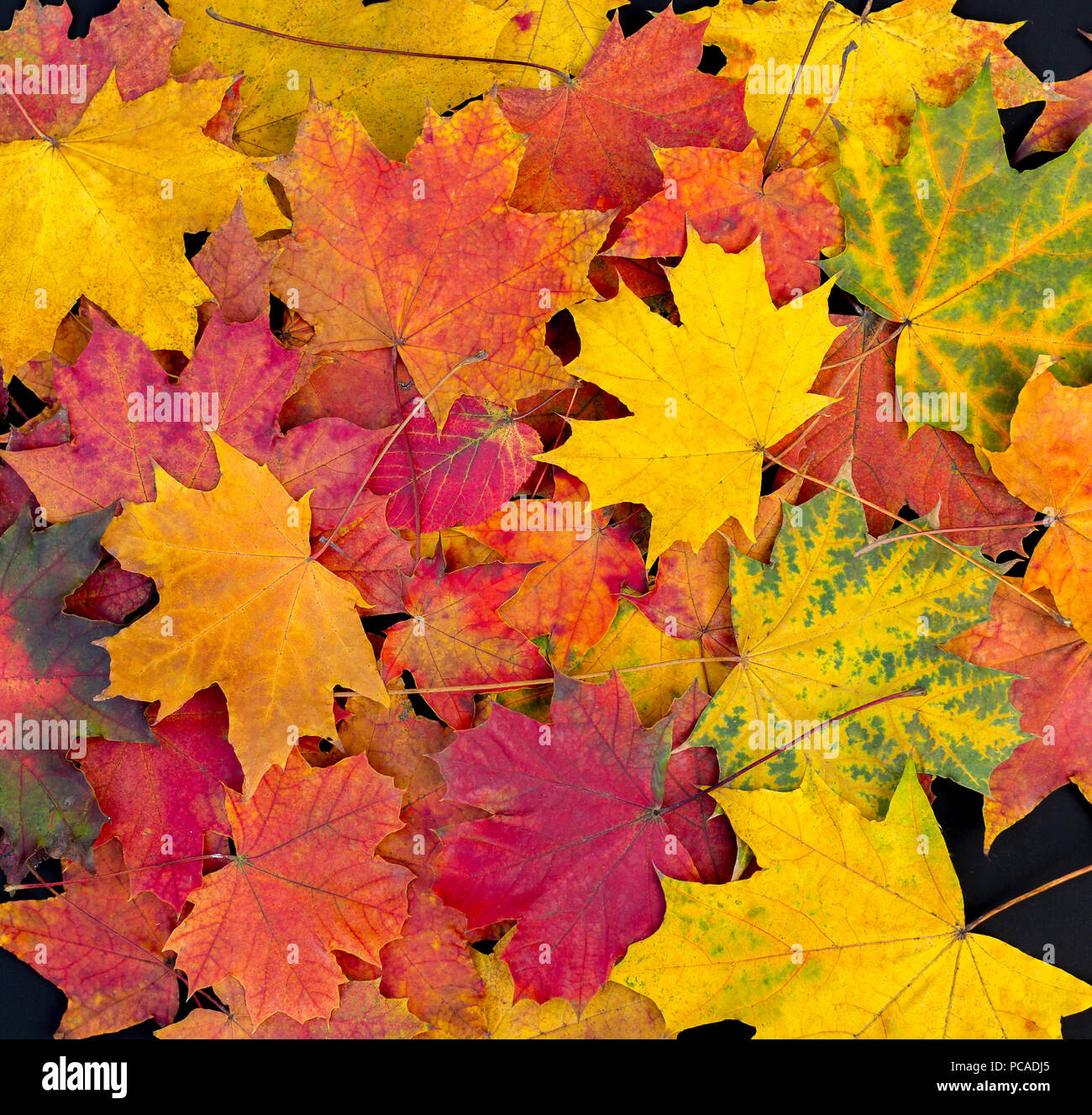 Colorful autumn leaves background. Bright maple leaves Stock Photo - Alamy