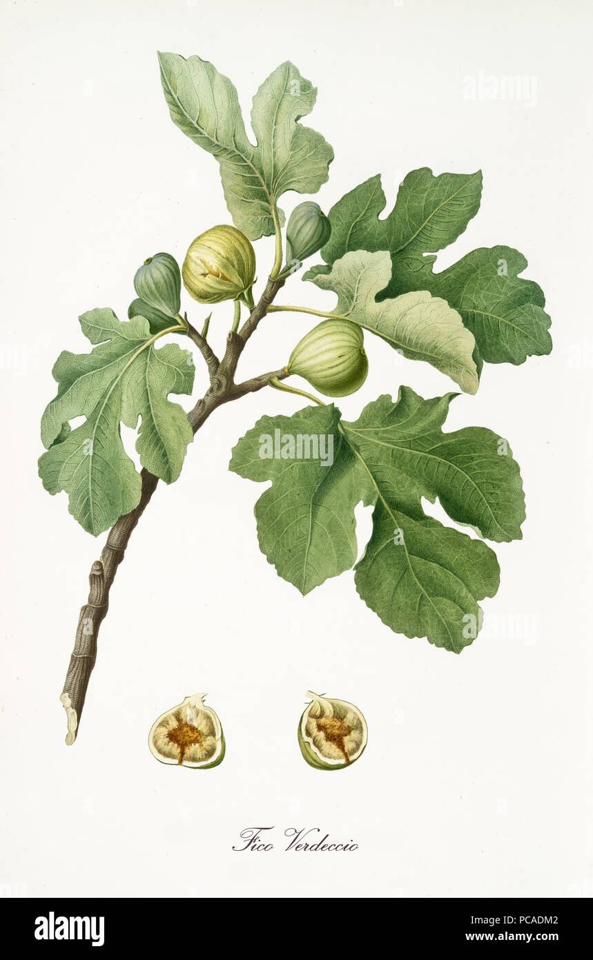 Couple of figs on their branch with fig leaves and section of a single ...