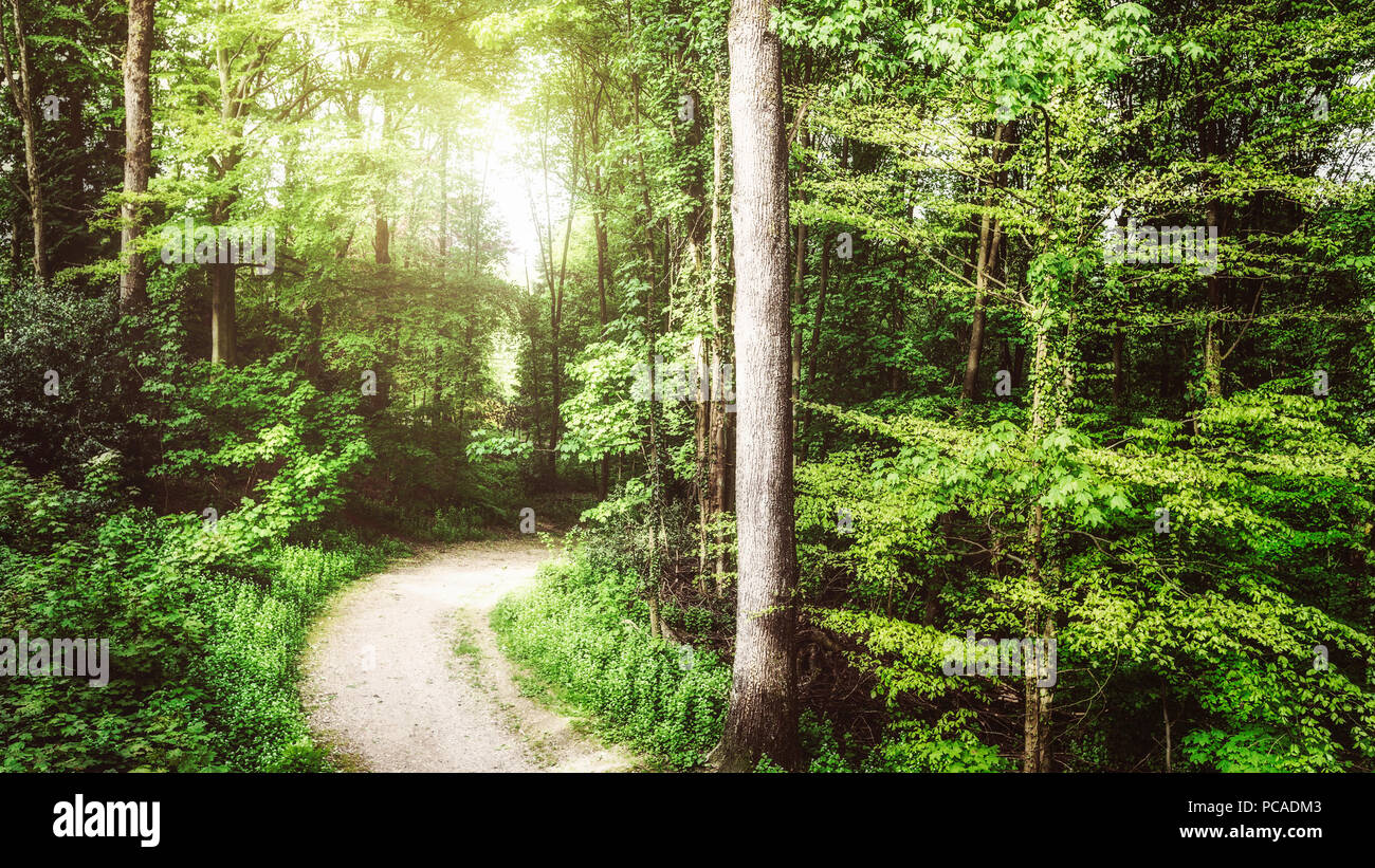 Spring green forest with path, springtime landscape. Nature reserve in ...