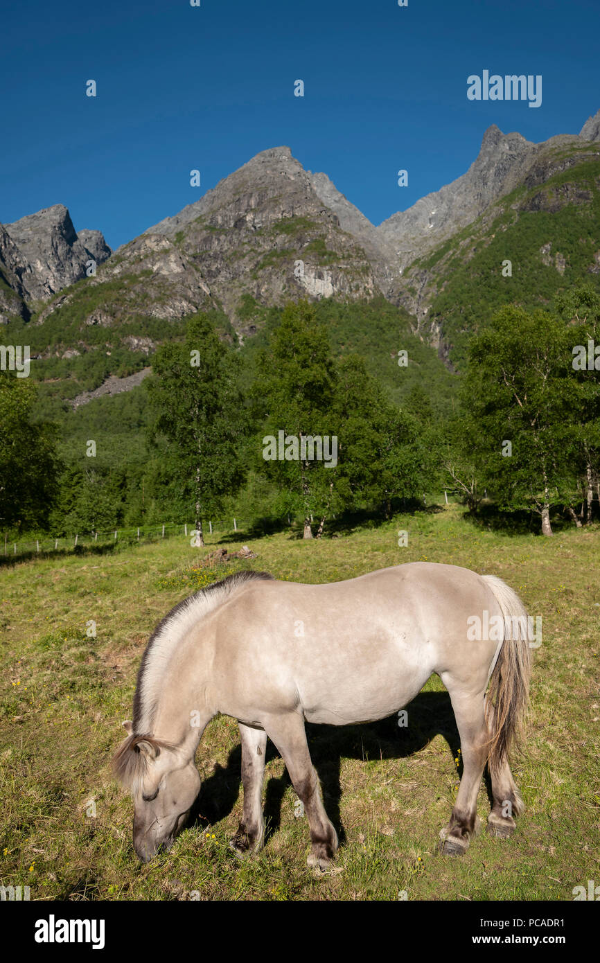 Norwegian fjord horse grazing hi-res stock photography and images - Alamy