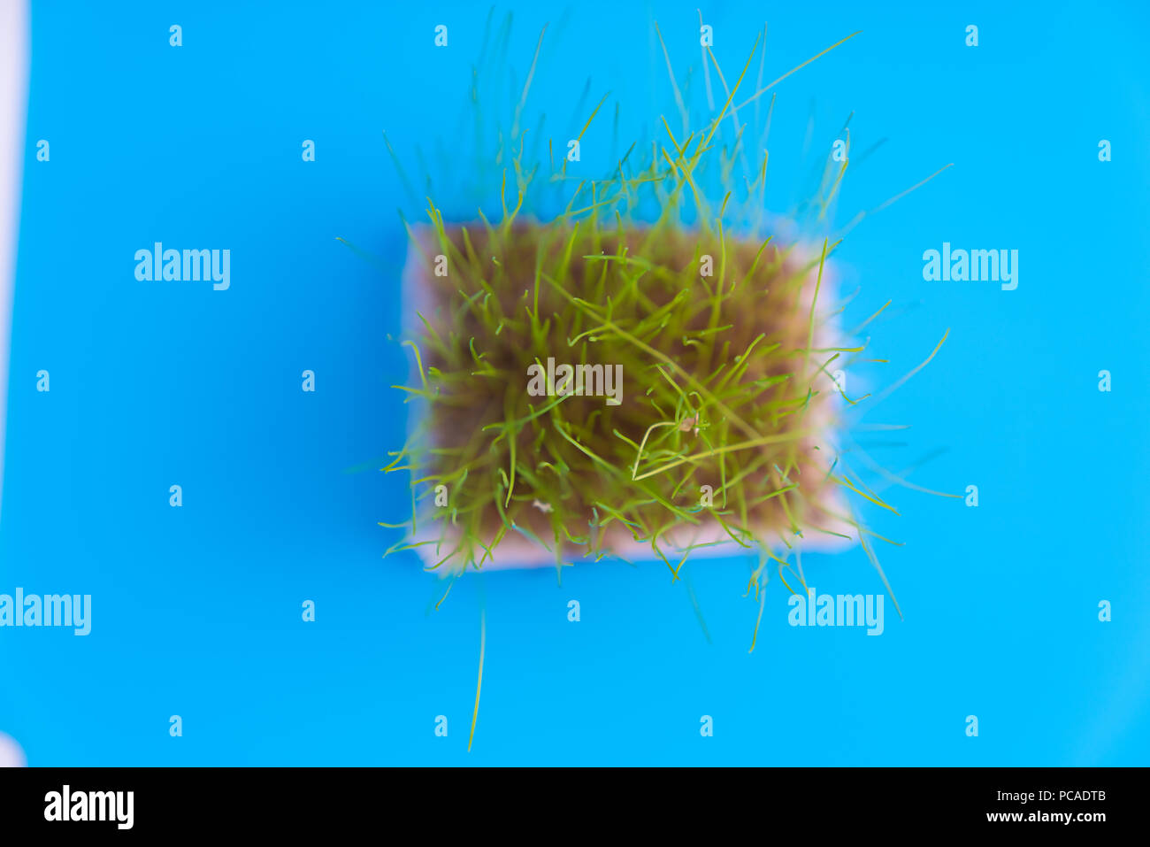 Grass end microscope in biological lab Stock Photo - Alamy