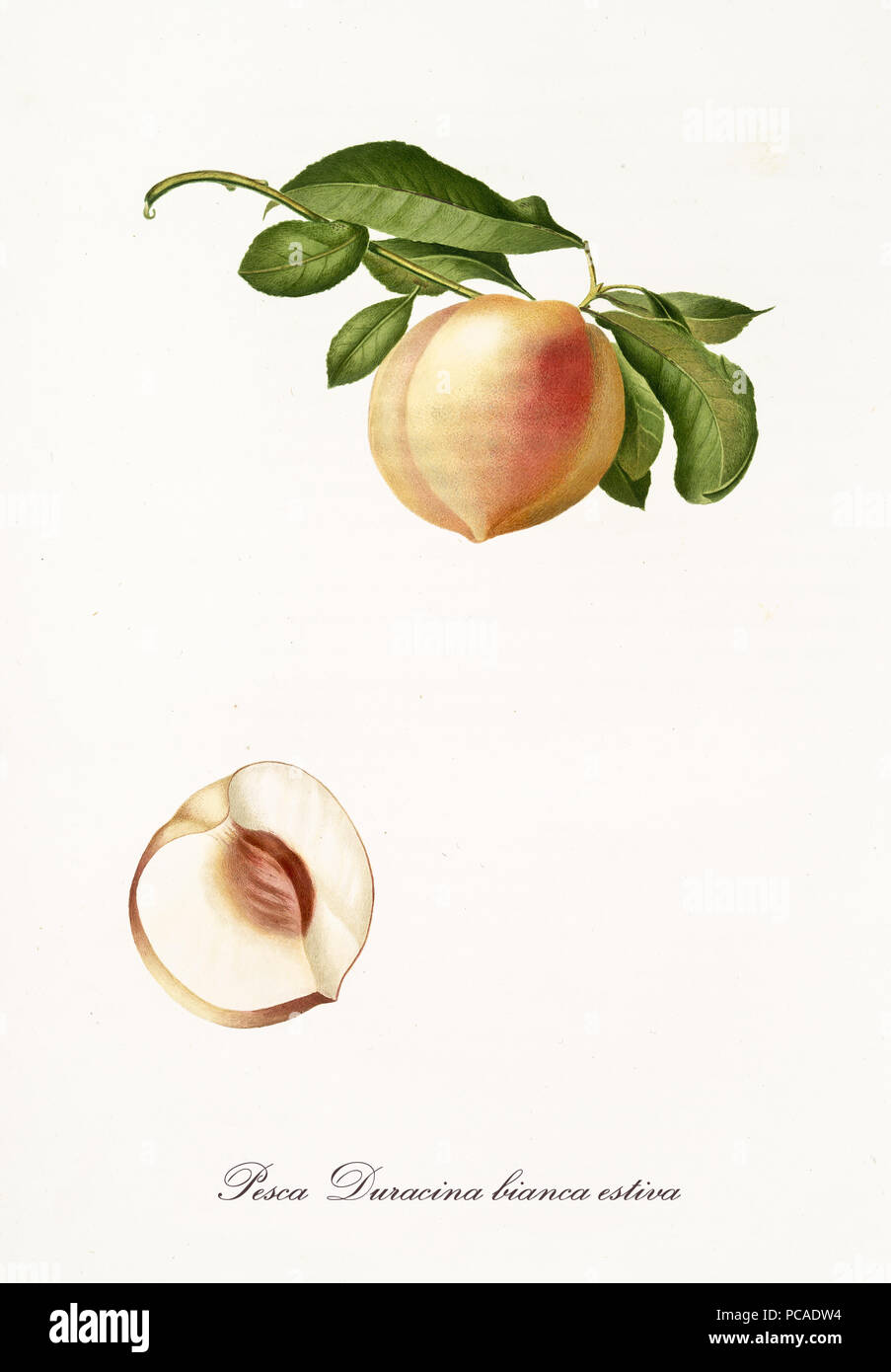 Single peach on a little part of peach branch with leaves and detail of ...