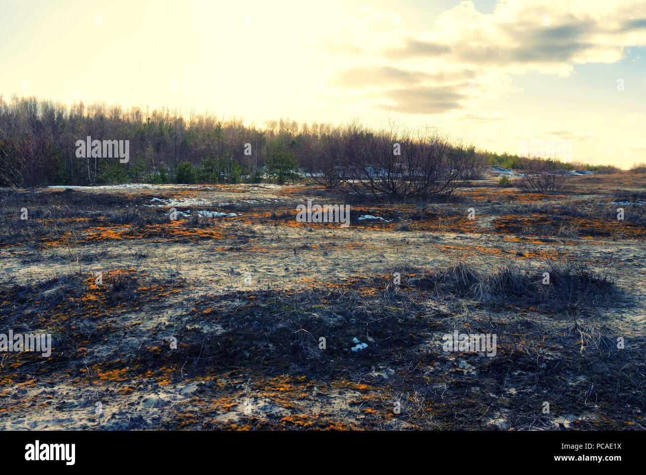 Sand willow hi-res stock photography and images - Alamy