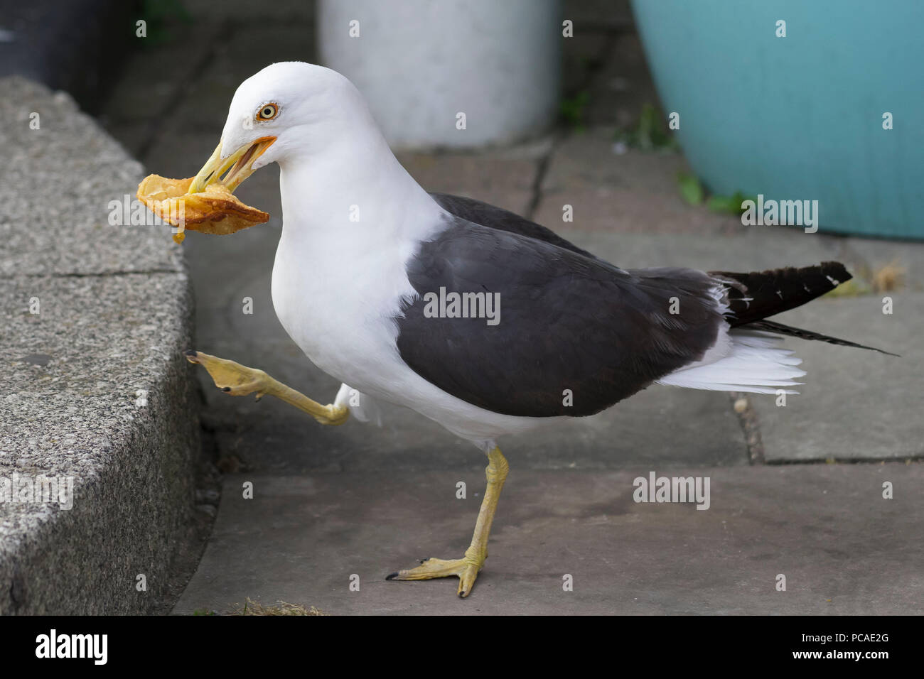 Seagull stealing food hi-res stock photography and images - Alamy
