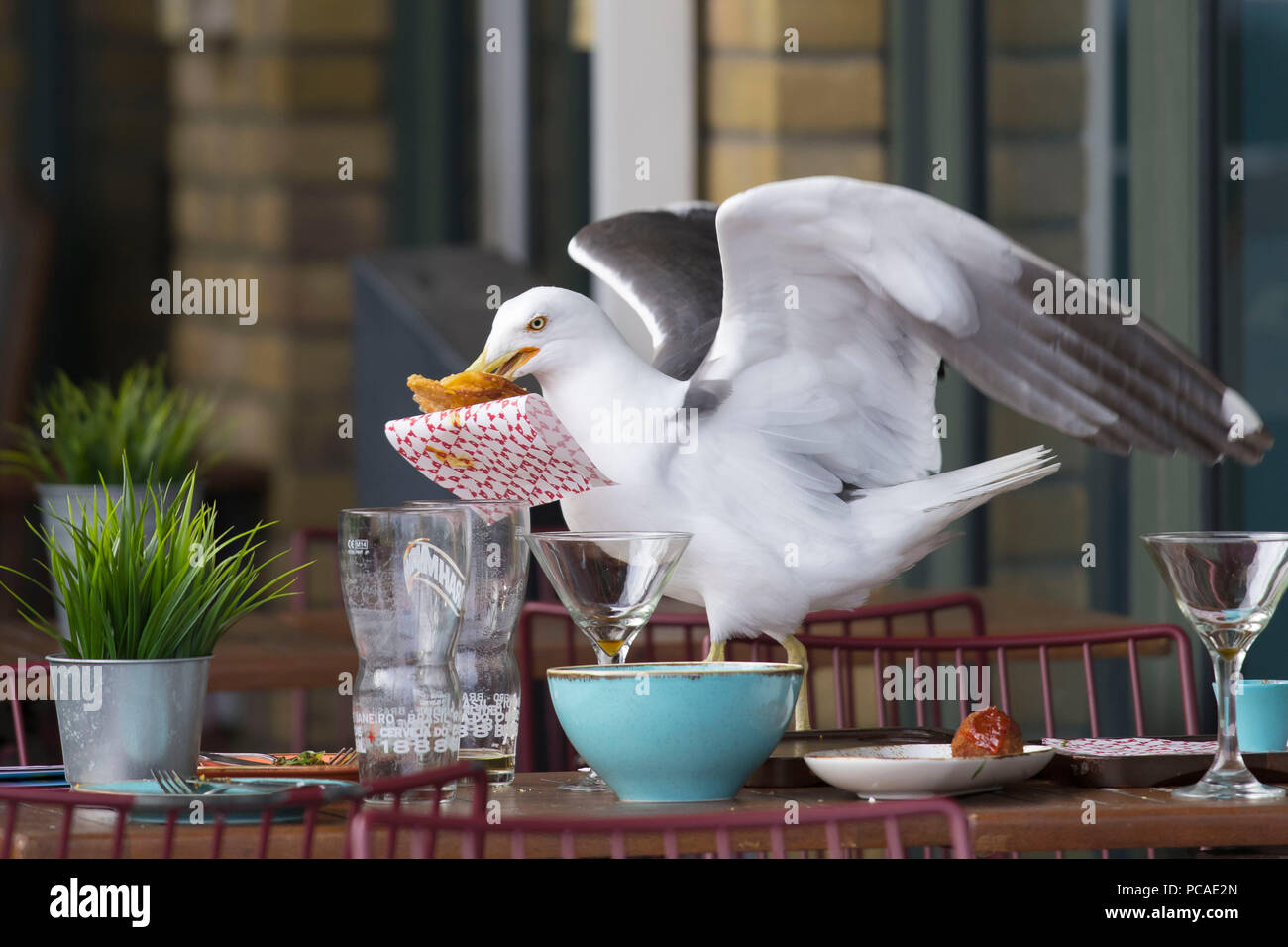 Seagull stealing food hi-res stock photography and images - Alamy