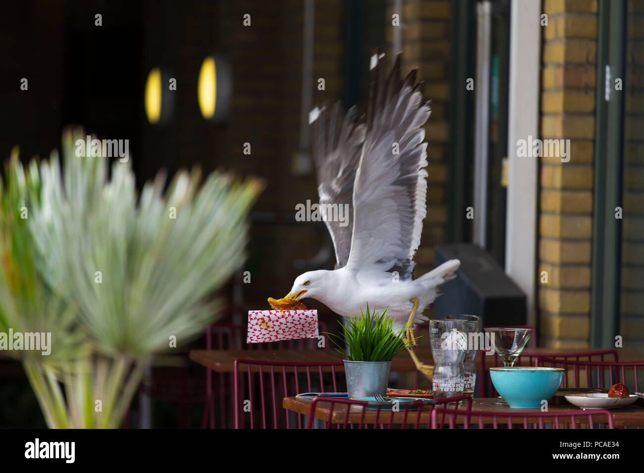 A seagull seen in a residential area stealing and scavenging food from ...