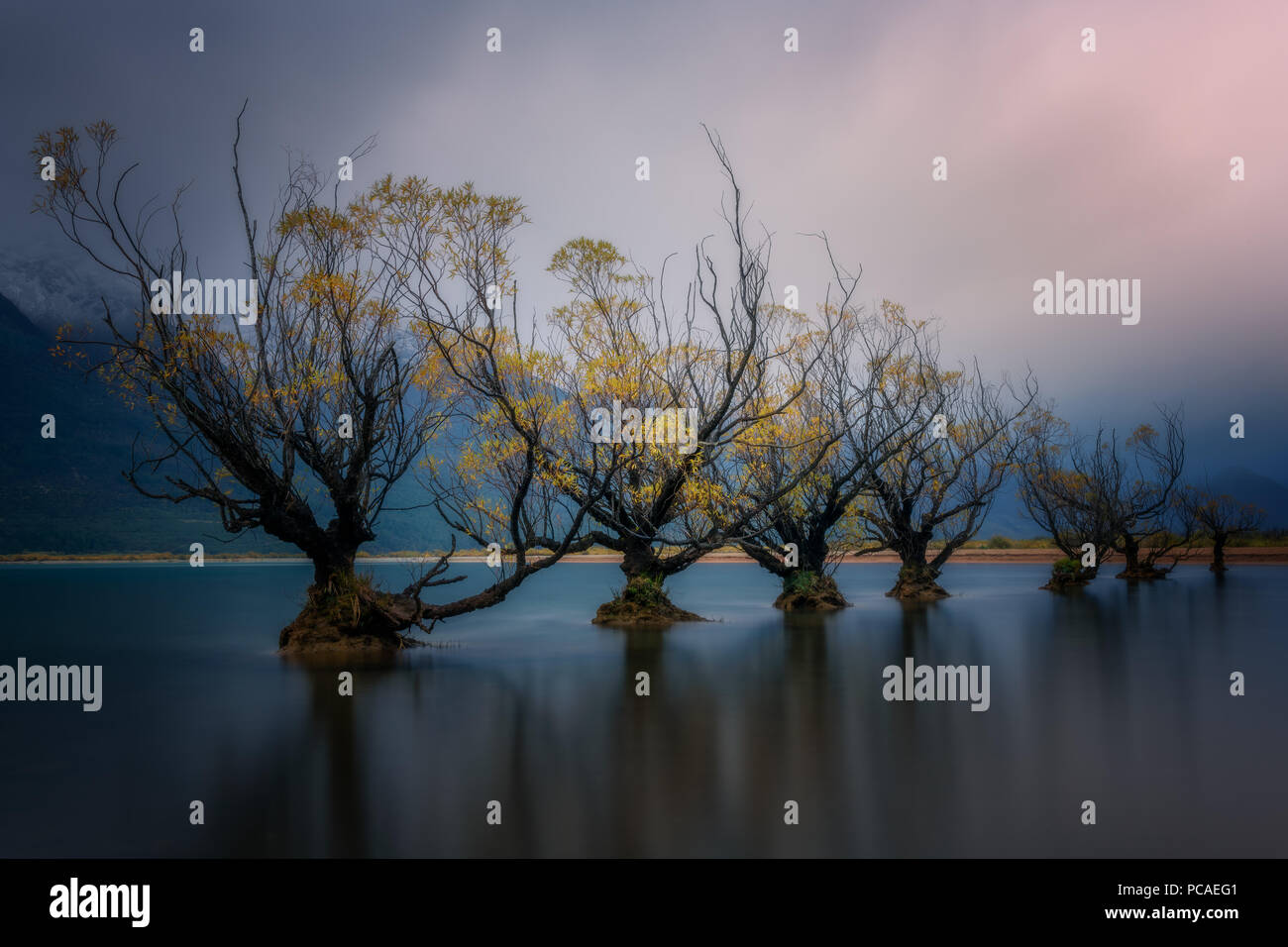 Pacific willow tree hi-res stock photography and images - Alamy