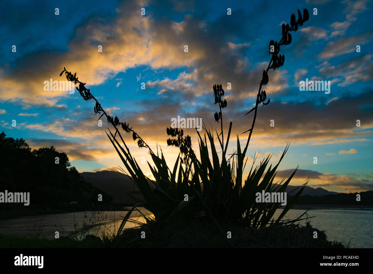 Silhouette plants sunset sky sun hi-res stock photography and images ...