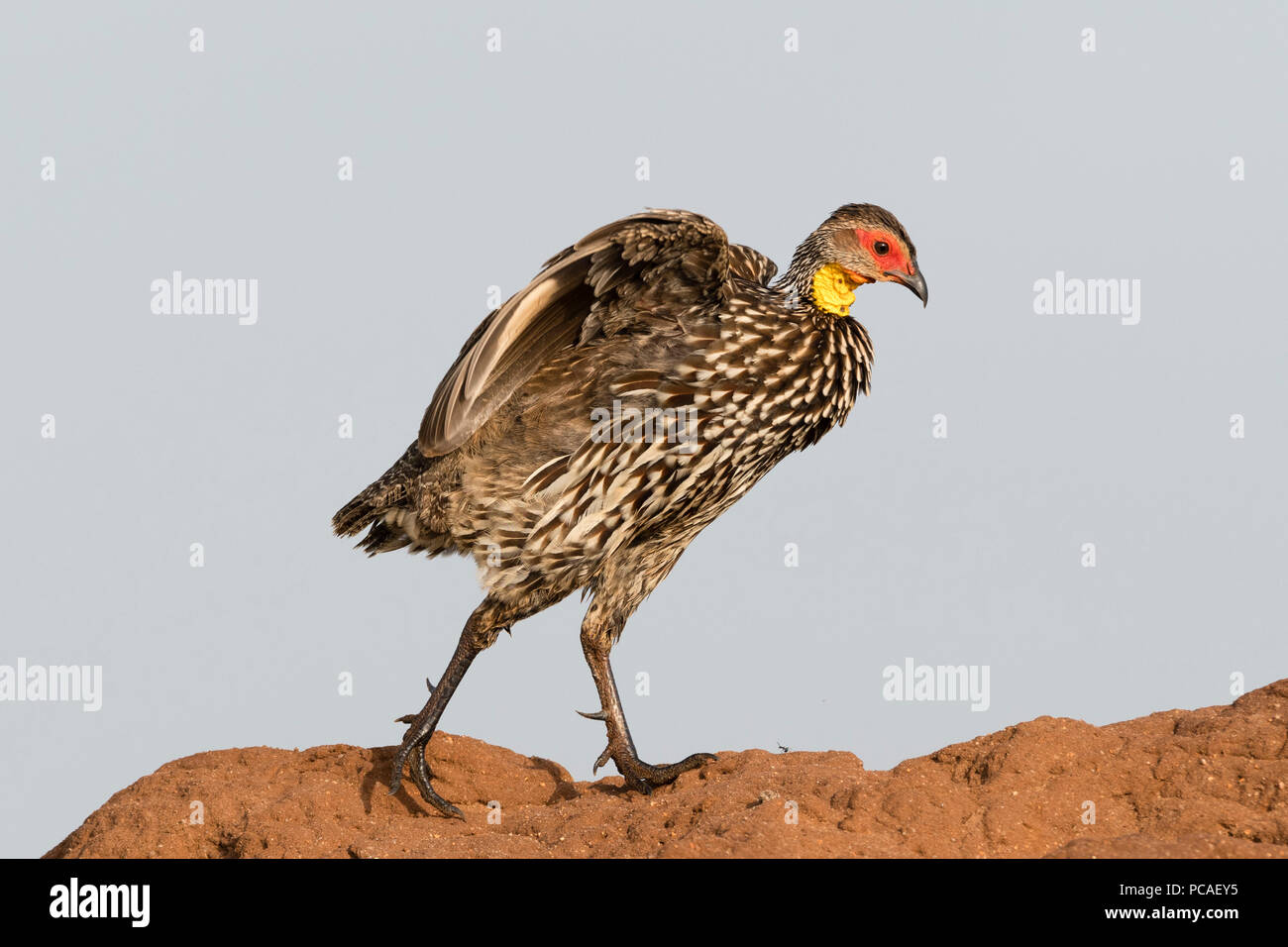 Yellow necked spurfowl hi-res stock photography and images - Alamy