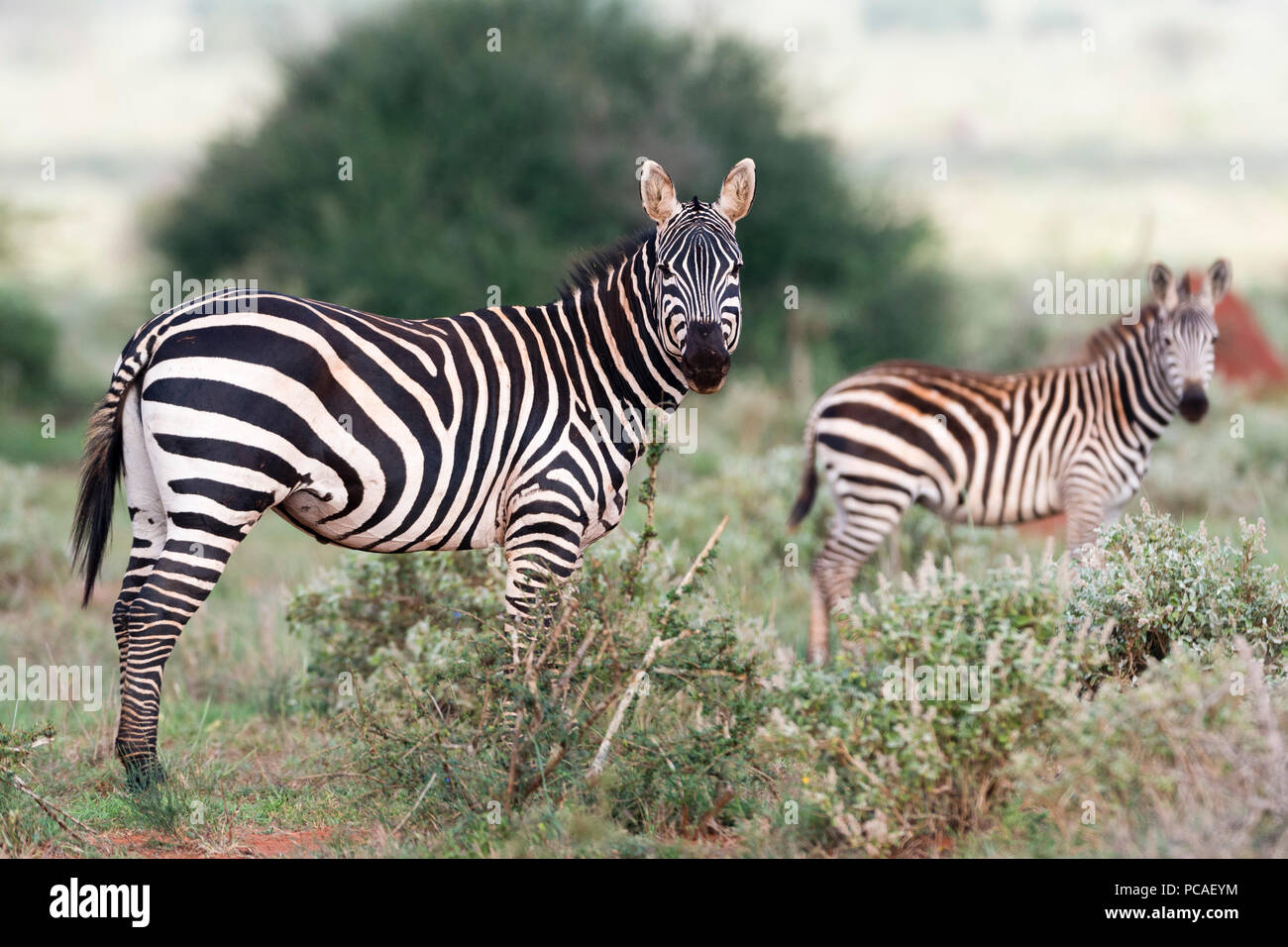 Plains zebras (Equus quagga), Tsavo, Kenya, East Africa, Africa Stock ...