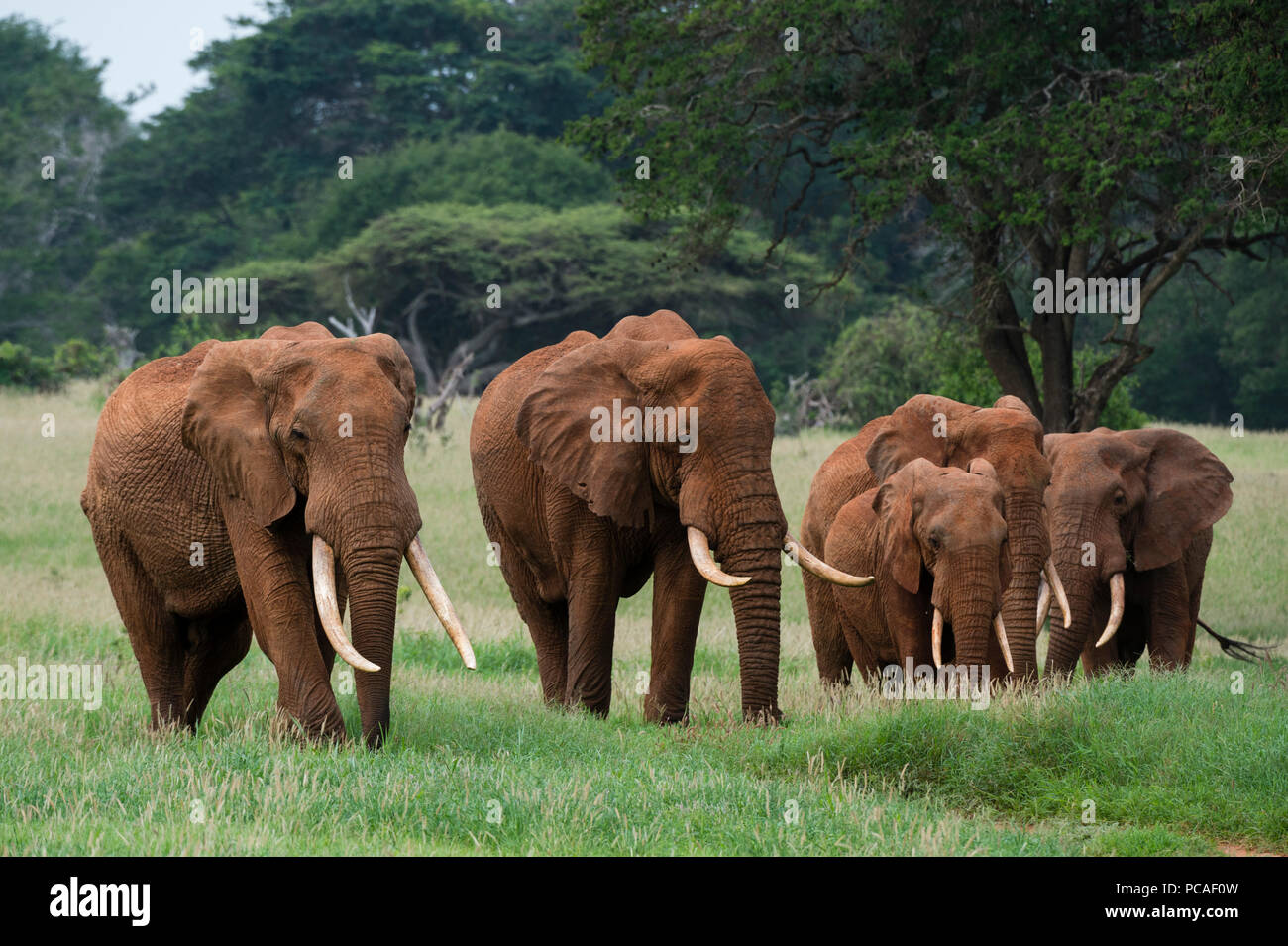 Elephant with calf tsavo hi-res stock photography and images - Alamy