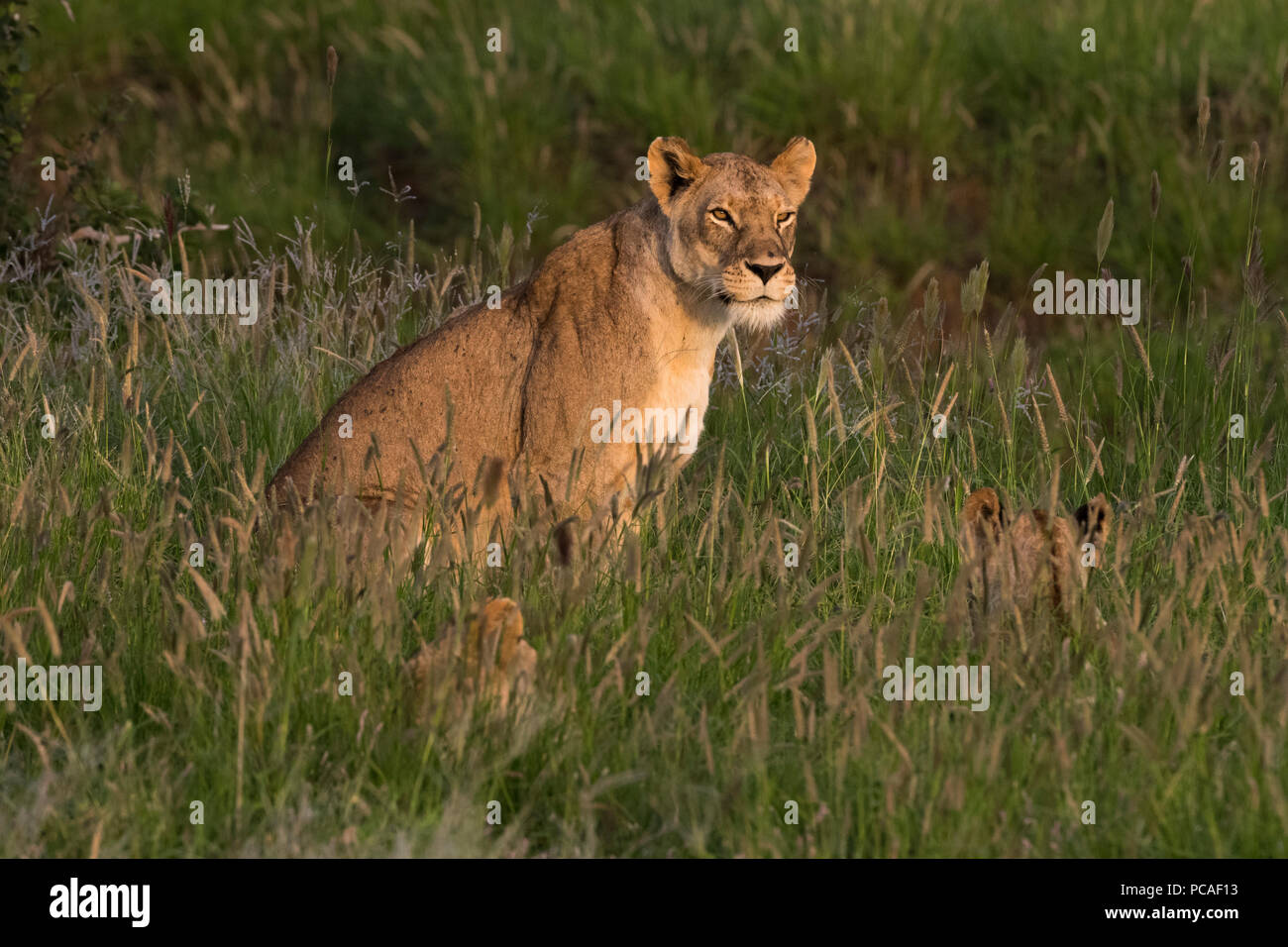 Lioness sitting side view hi-res stock photography and images - Alamy