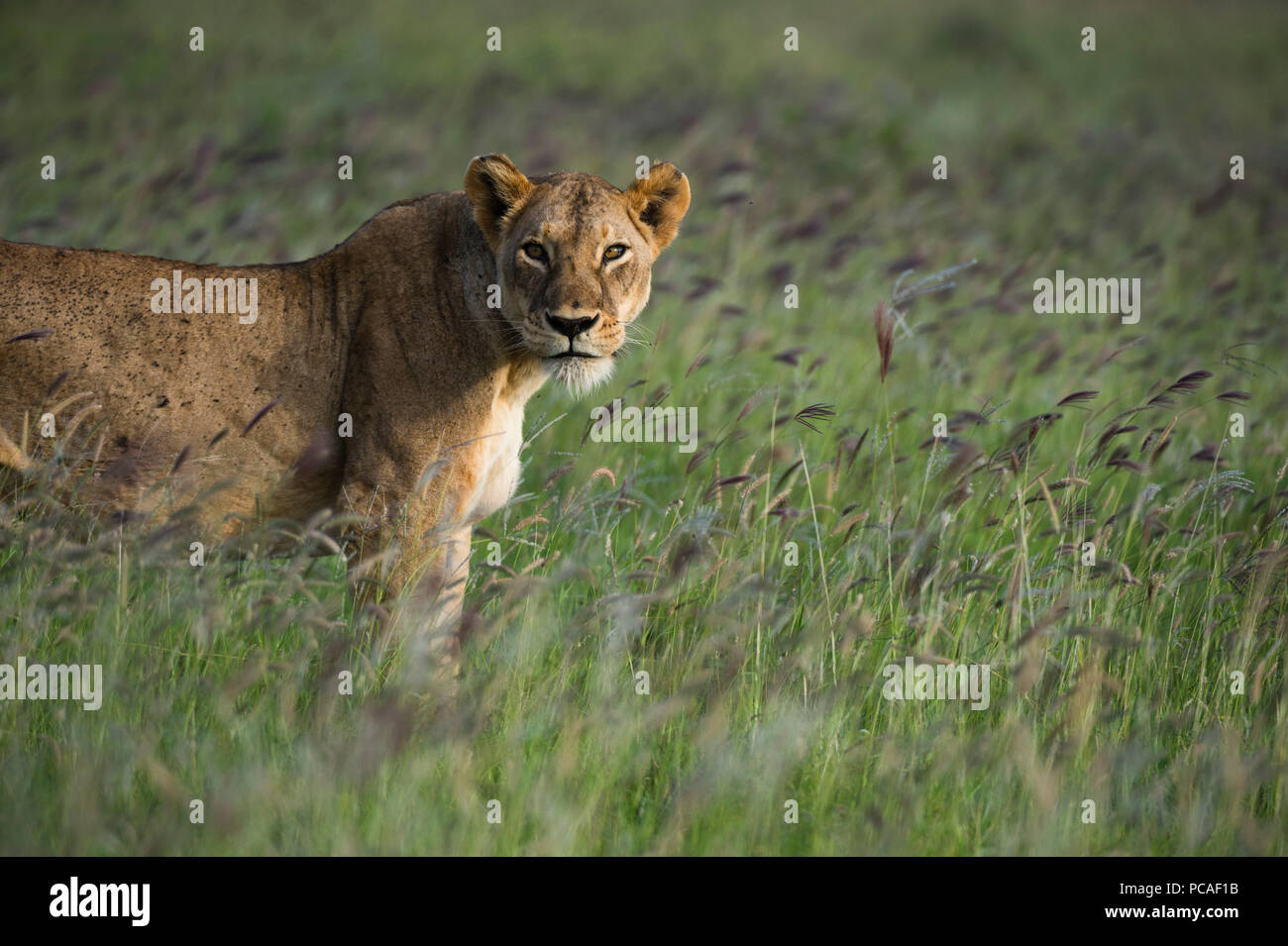 African lioness in field hi-res stock photography and images - Alamy