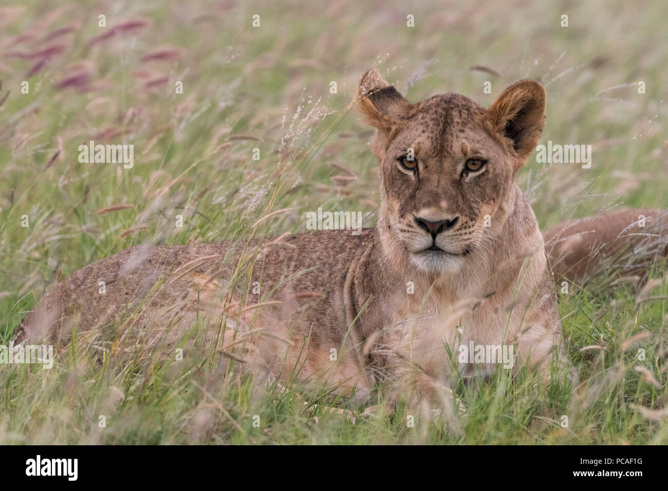 Portrait of a lioness (Panthera leo), in a field of purple grass, Kenya ...