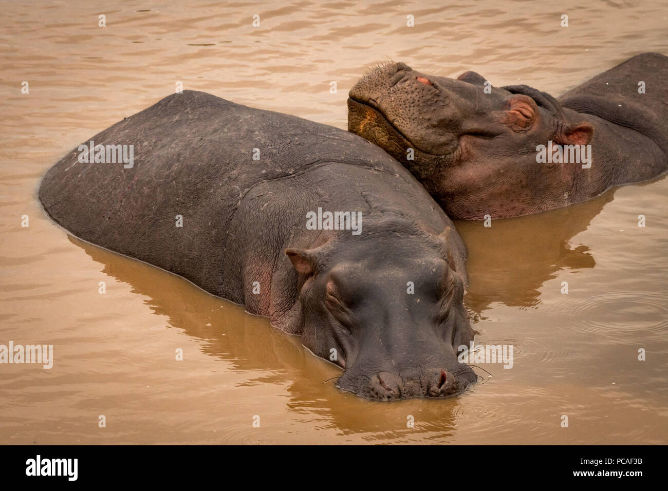 Two sleeping hippopotamus lying in muddy pool Stock Photo - Alamy
