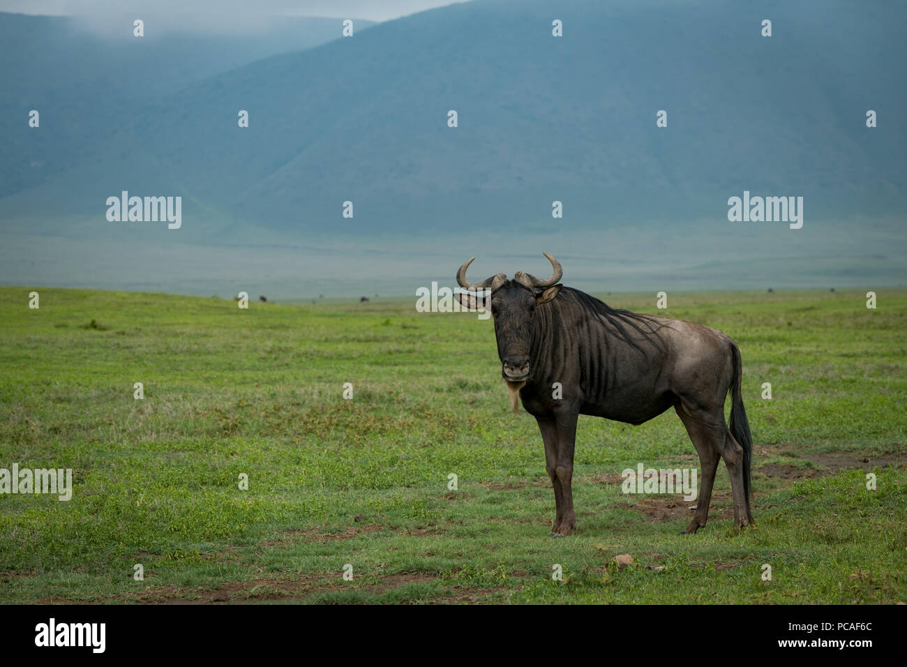 White-bearded wildebeest stands with hills behind grassland Stock Photo ...