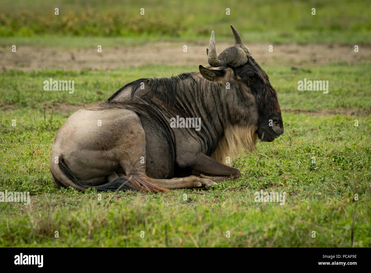 White-bearded wildebeest lies in meadow facing right Stock Photo - Alamy