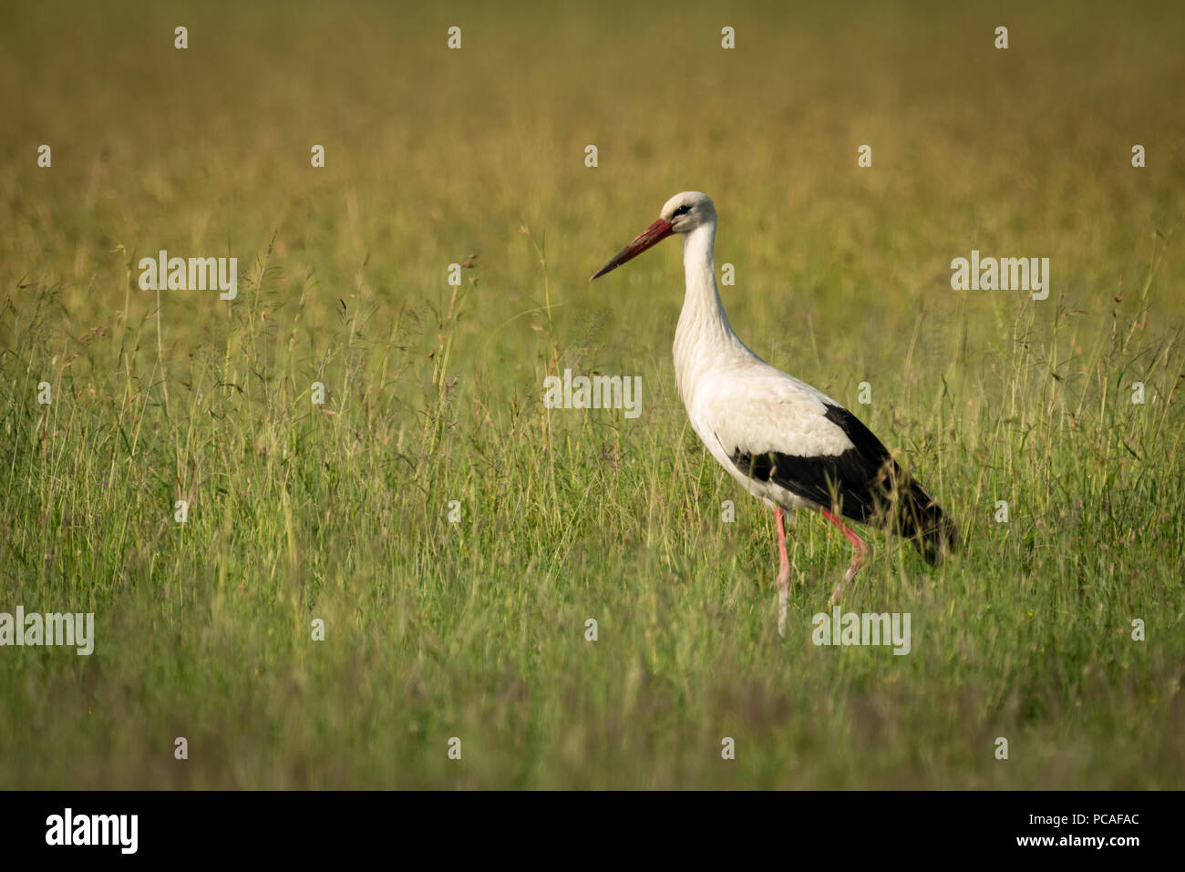 White stork standing in profile in grass Stock Photo - Alamy
