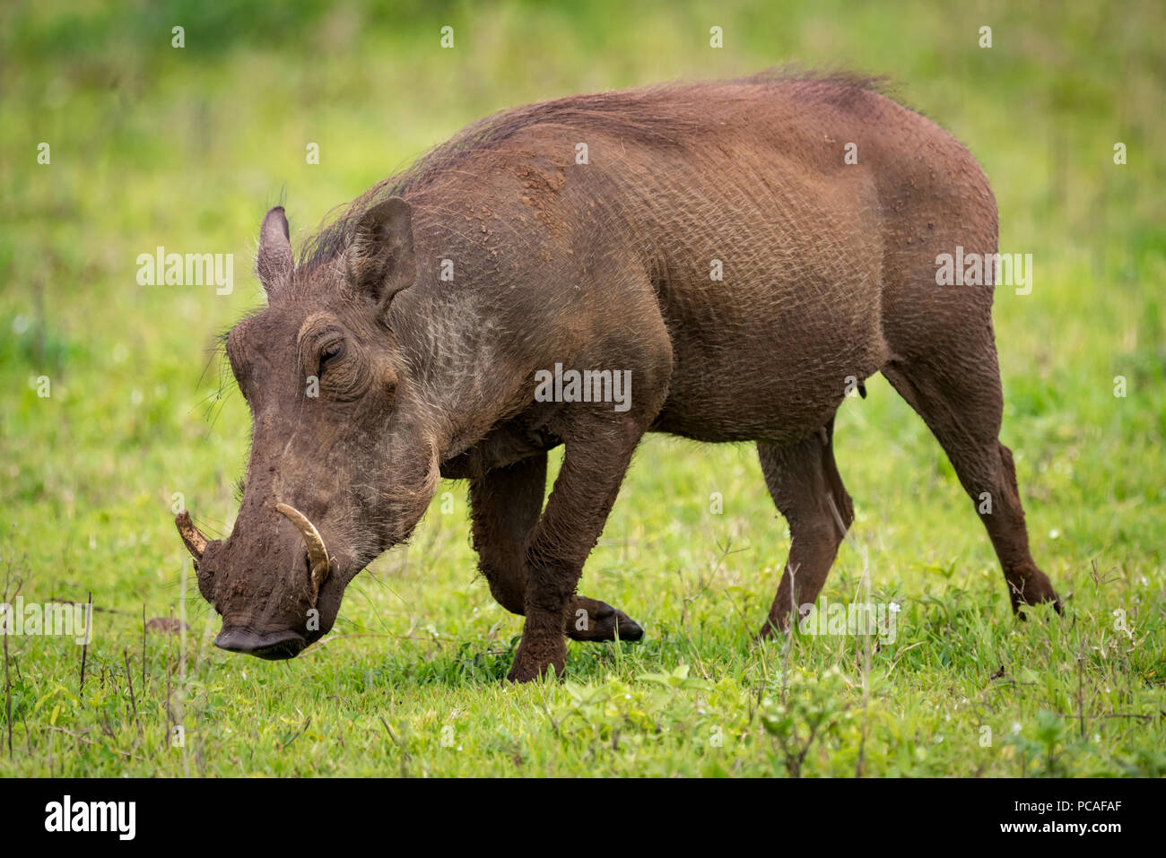 Warthog walking across grassy field in sunshine Stock Photo - Alamy