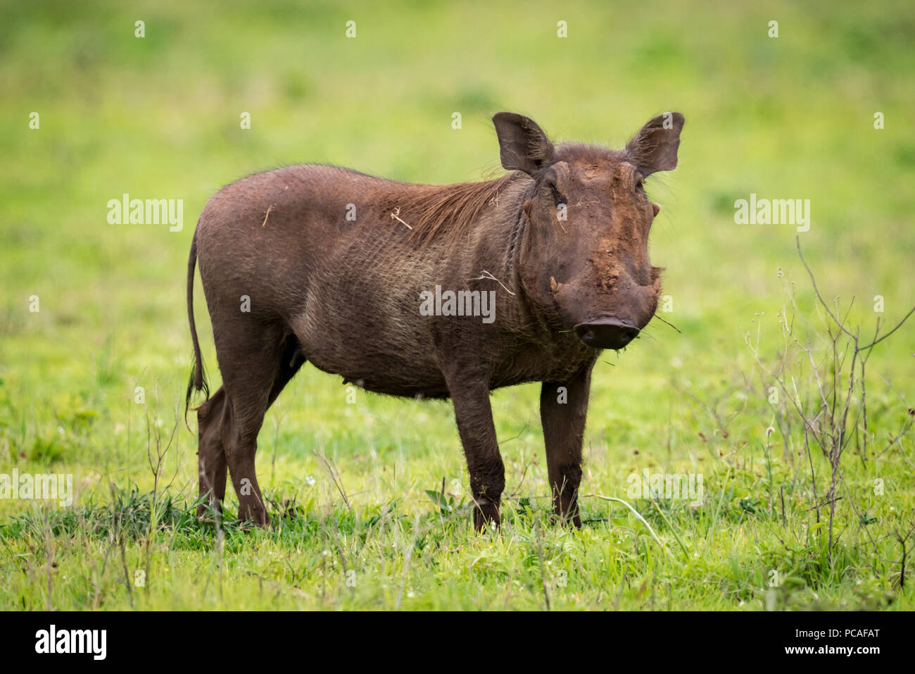 Warthog standing staring at camera in grassland Stock Photo - Alamy
