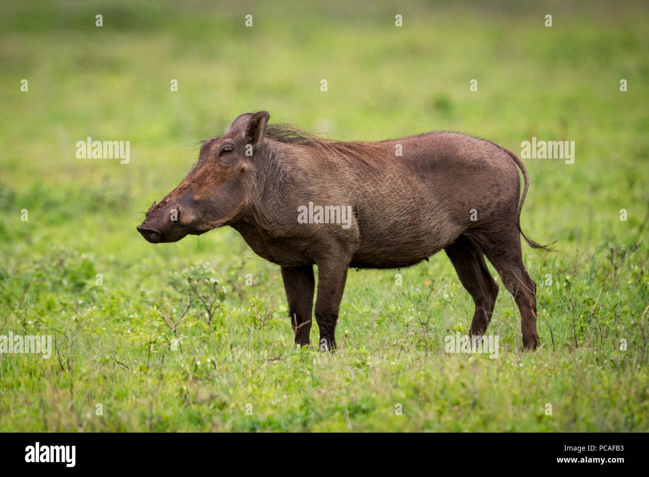 Warthog standing in profile on grassy meadow Stock Photo - Alamy