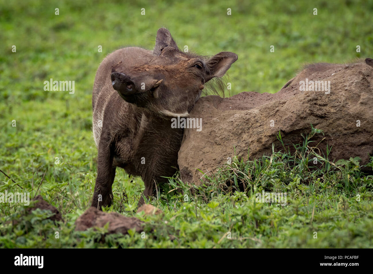 Warthog scratching itself on rock in grassland Stock Photo - Alamy