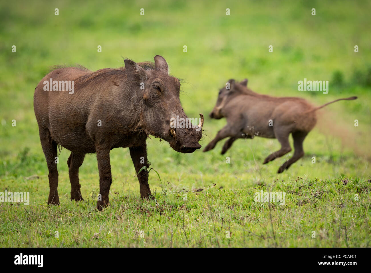 Warthog facing camera with baby jumping behind Stock Photo - Alamy