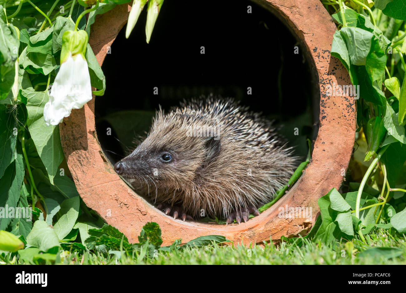Rare drainage pipe hi-res stock photography and images - Alamy