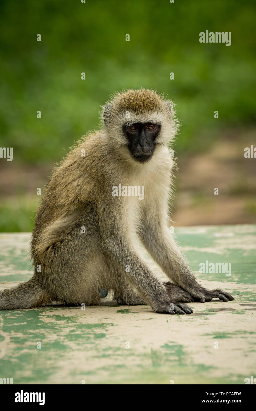 Vervet monkey sitting on wall facing camera Stock Photo - Alamy