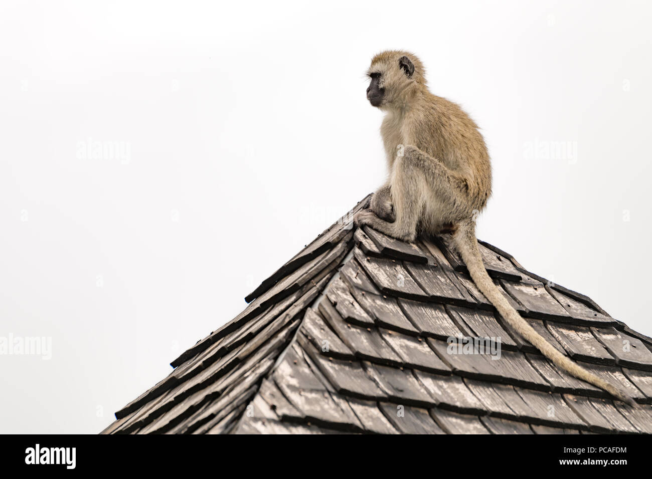 Vervet monkey sitting on roof in profile Stock Photo - Alamy