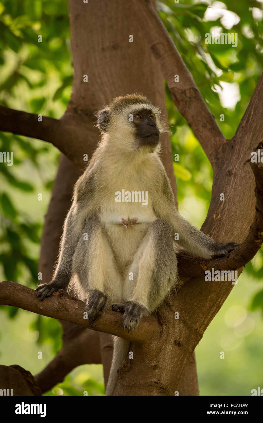 Vervet monkey sitting in tree looking up Stock Photo - Alamy