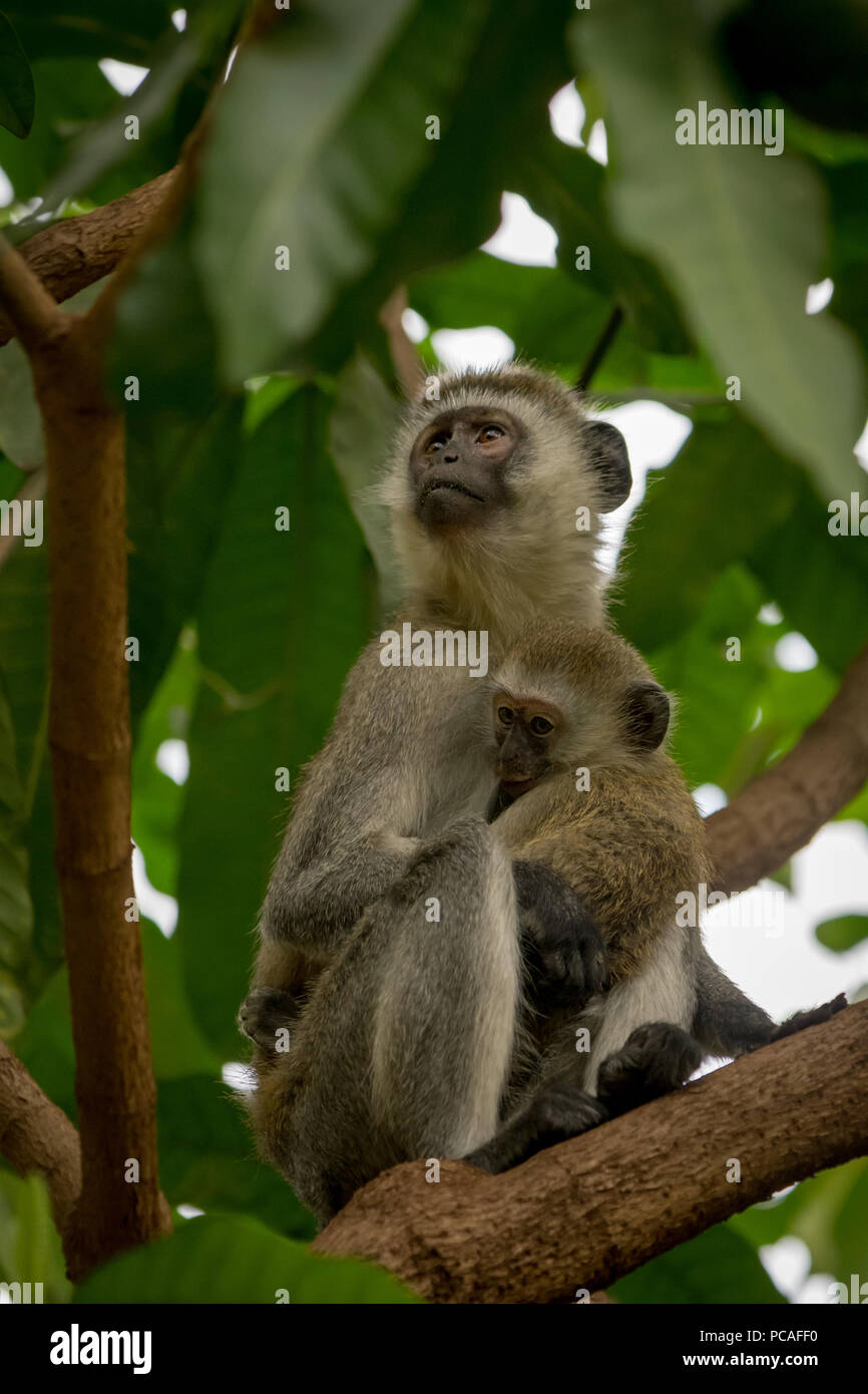 Monkey baby hugging black hi-res stock photography and images - Alamy