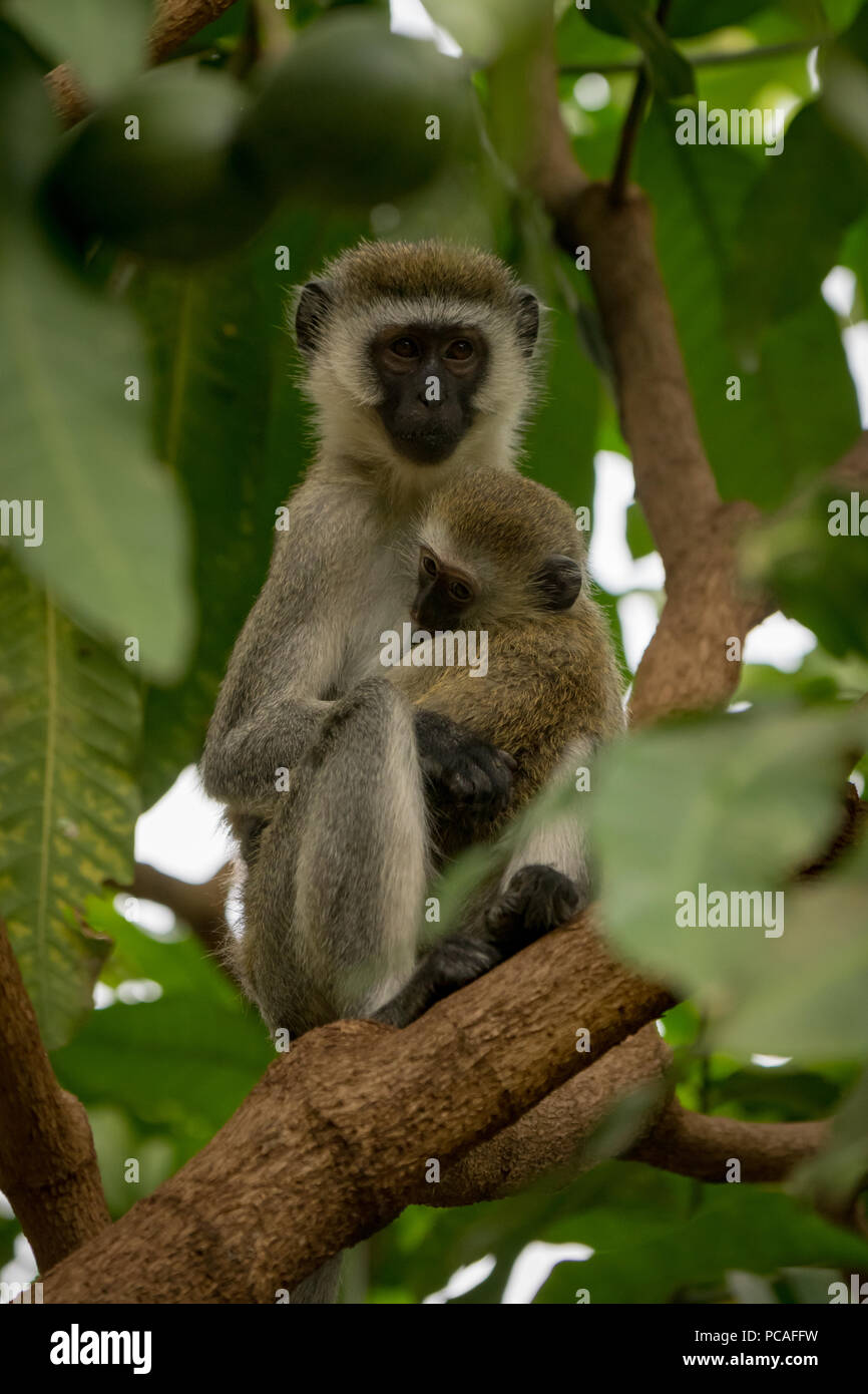 Vervet monkey mother cuddling baby in tree Stock Photo - Alamy