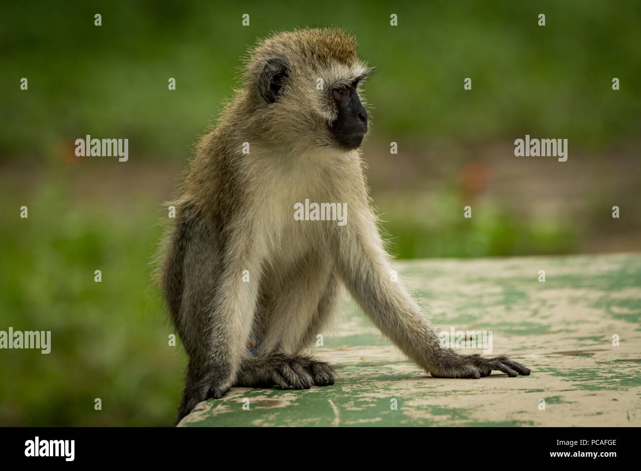Vervet monkey crouching on wall looking right Stock Photo - Alamy